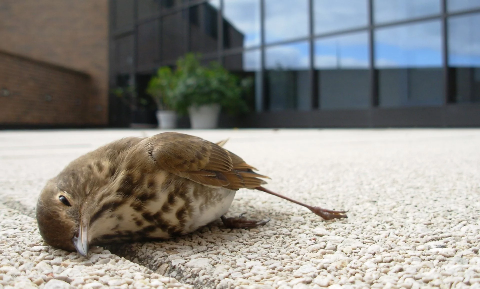 Window Strikes (2021) Main - BirdVancouver.com