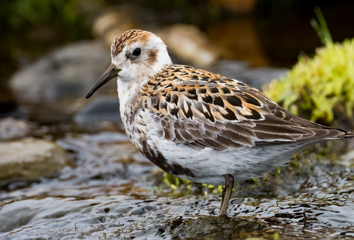 Shorebird Identification Workshop - BirdVancouver.com